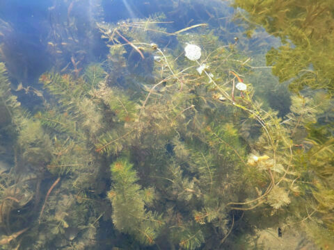 Aquatic Invasive Species Management | Wisconsin, Upper Michigan, North ...