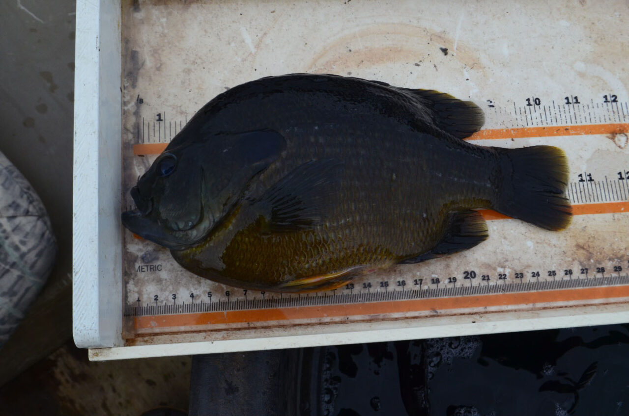 Fish Stocking | Wisconsin, Upper Michigan, North Illinois