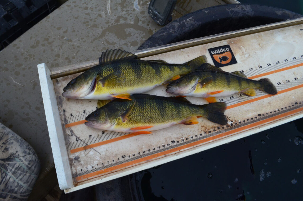 Fish Stocking | Wisconsin, Upper Michigan, North Illinois